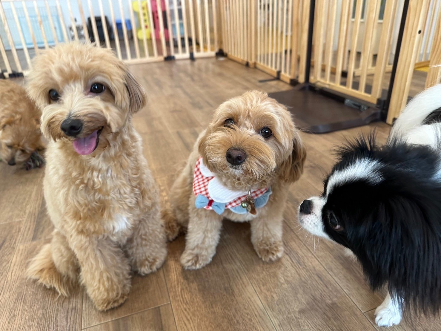 マルプーの失敗しない育て方｜初心者が知っておくべき注意点 | わんこらいふガイド